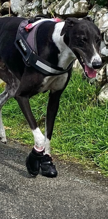 HunnyBoots.com – Hunnyboots Australia